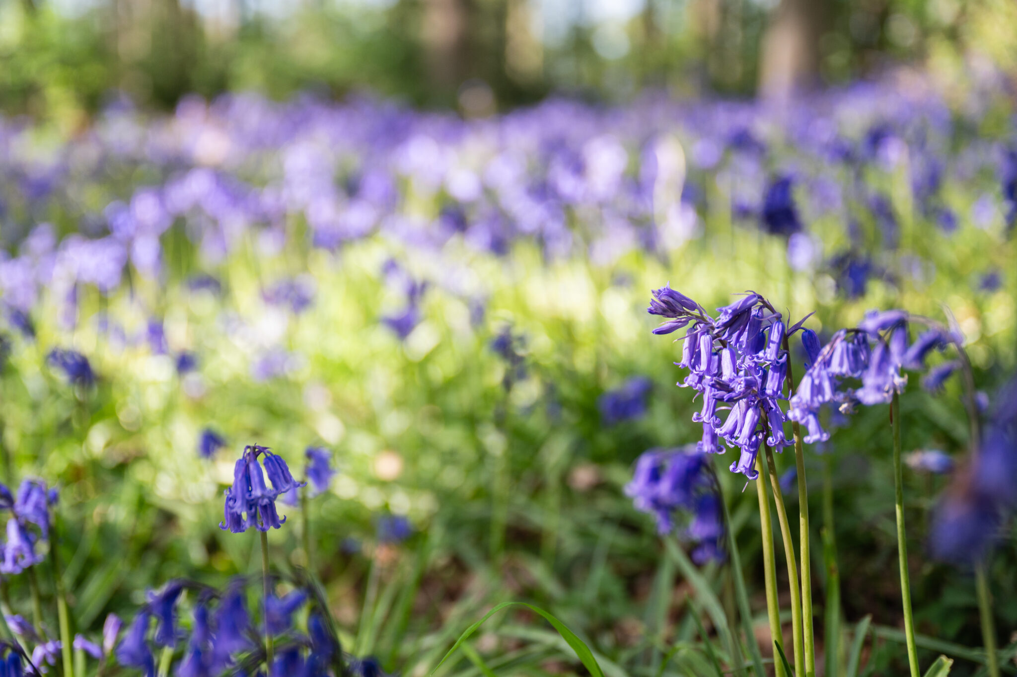 Aperture Explained: How to Control Depth of Field and Focus - Dave ...